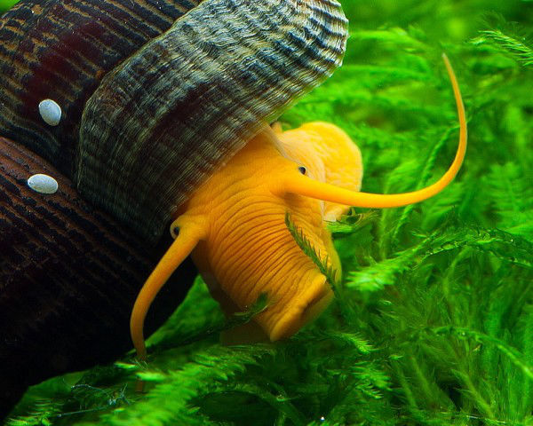 Die Stahlhelmschnecke