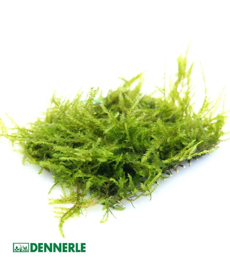 Javamoos für Garnelen