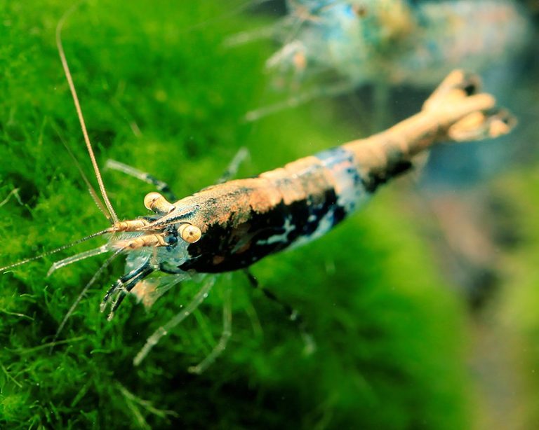 Garnelenarten im Überblick