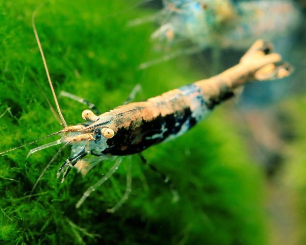 Neocaridina – Eine Gattung und ihre Besonderheiten