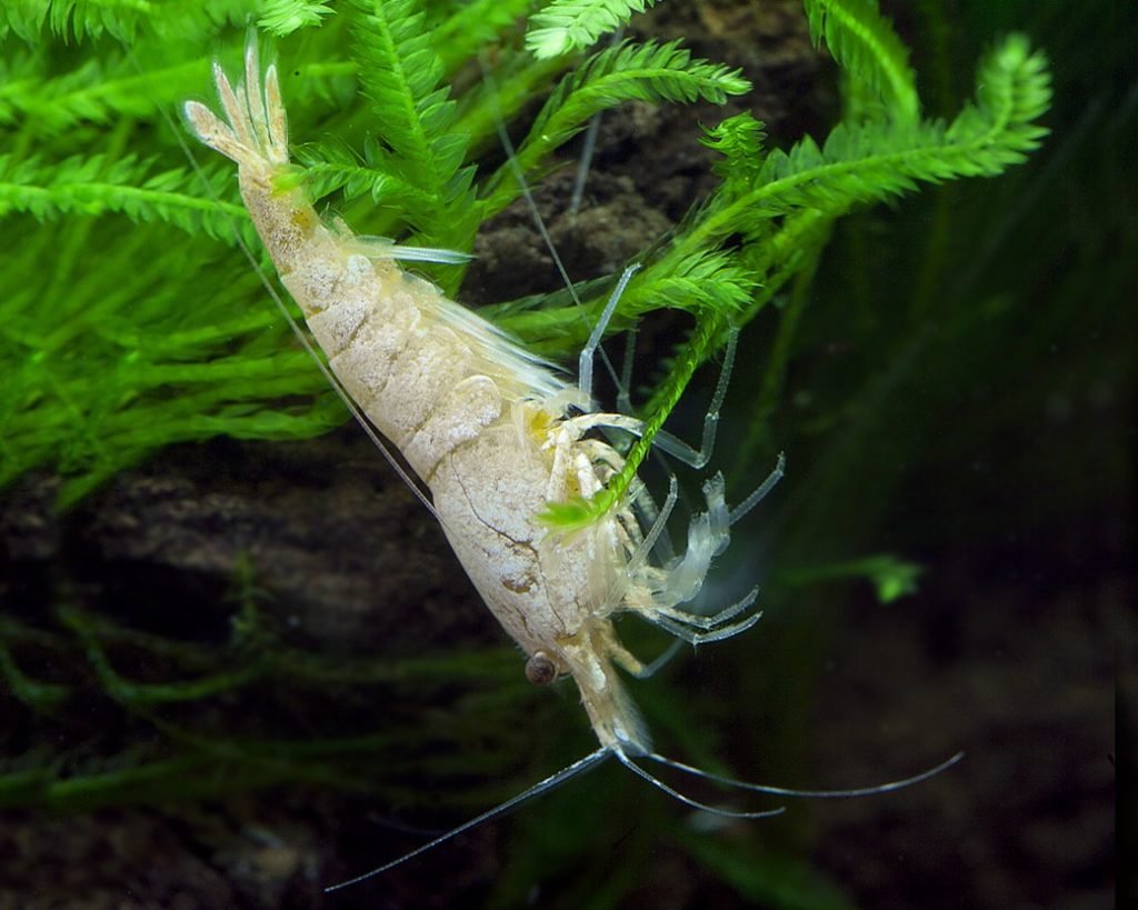 Snow White Bee Garnele - Haltung und Zucht