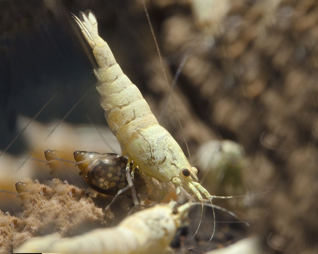 Snow White Bee Garnele - Haltung und Zucht