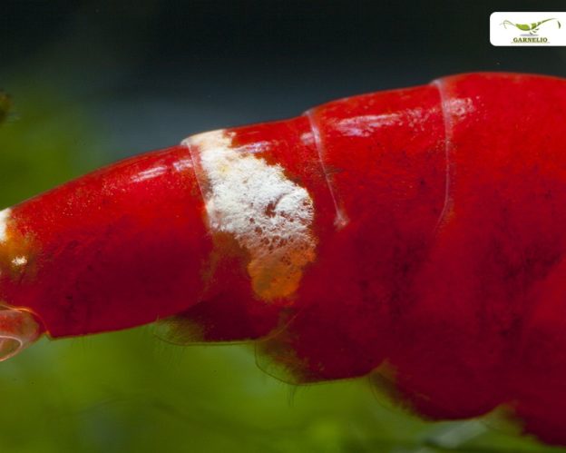 Super Crystal Red Garnele - Haltung und Zucht