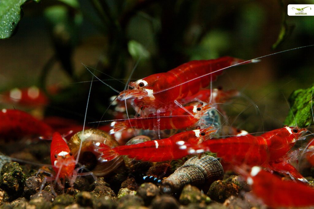 Super Crystal Red Garnele - Haltung und Zucht