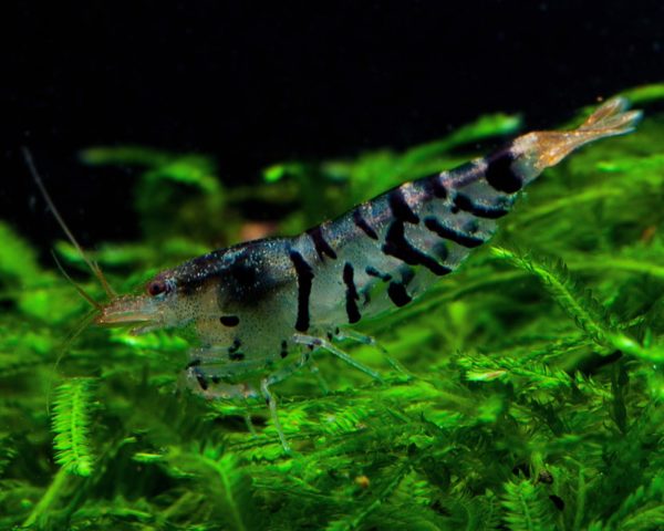 Tigergarnelen "Caridina mariae" - Haltung und Zucht