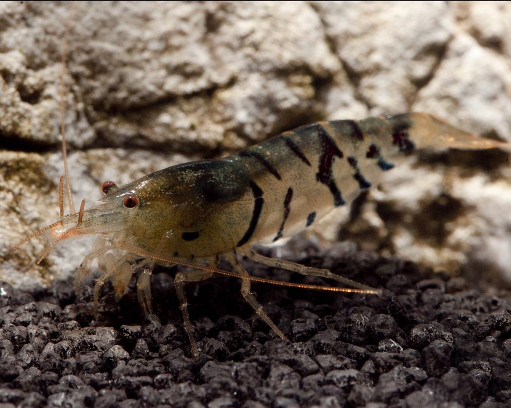 Tigergarnelen "Caridina mariae" - Haltung und Zucht